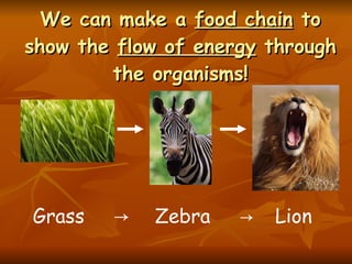 Food chains ppt for ncvps | PPT