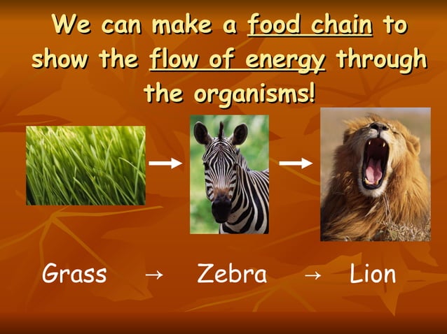 Food chains ppt for ncvps | PPT | Free Download