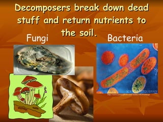 Food chains ppt for ncvps | PPT