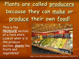 Food chains ppt for ncvps | PPT