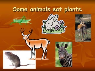 Food chains ppt for ncvps | PPT