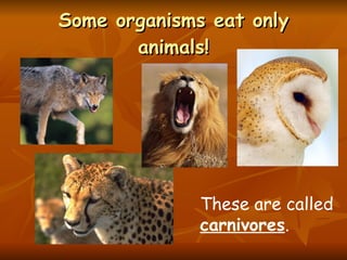 Food chains ppt for ncvps | PPT