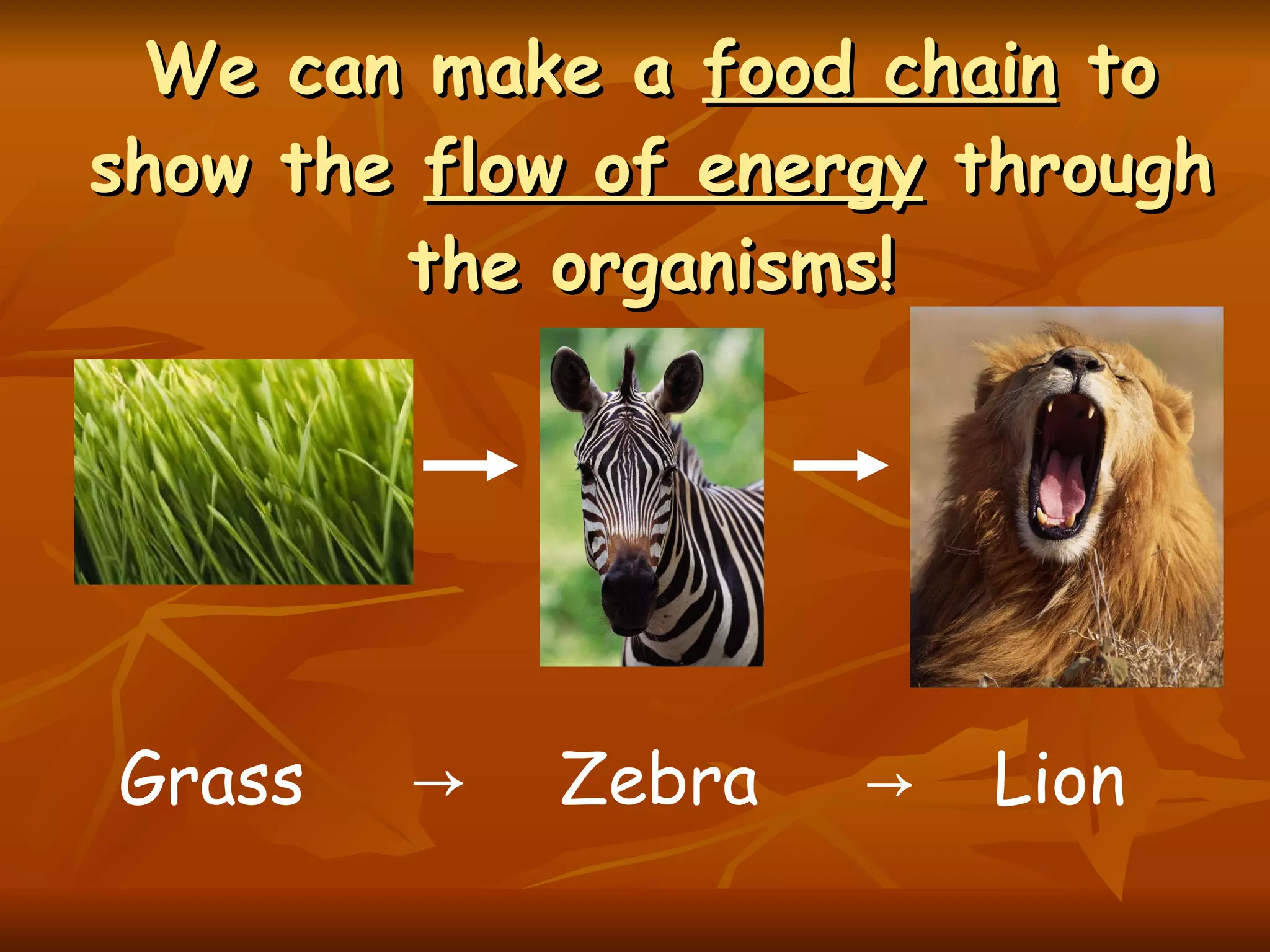 Food chains ppt for ncvps | PPT