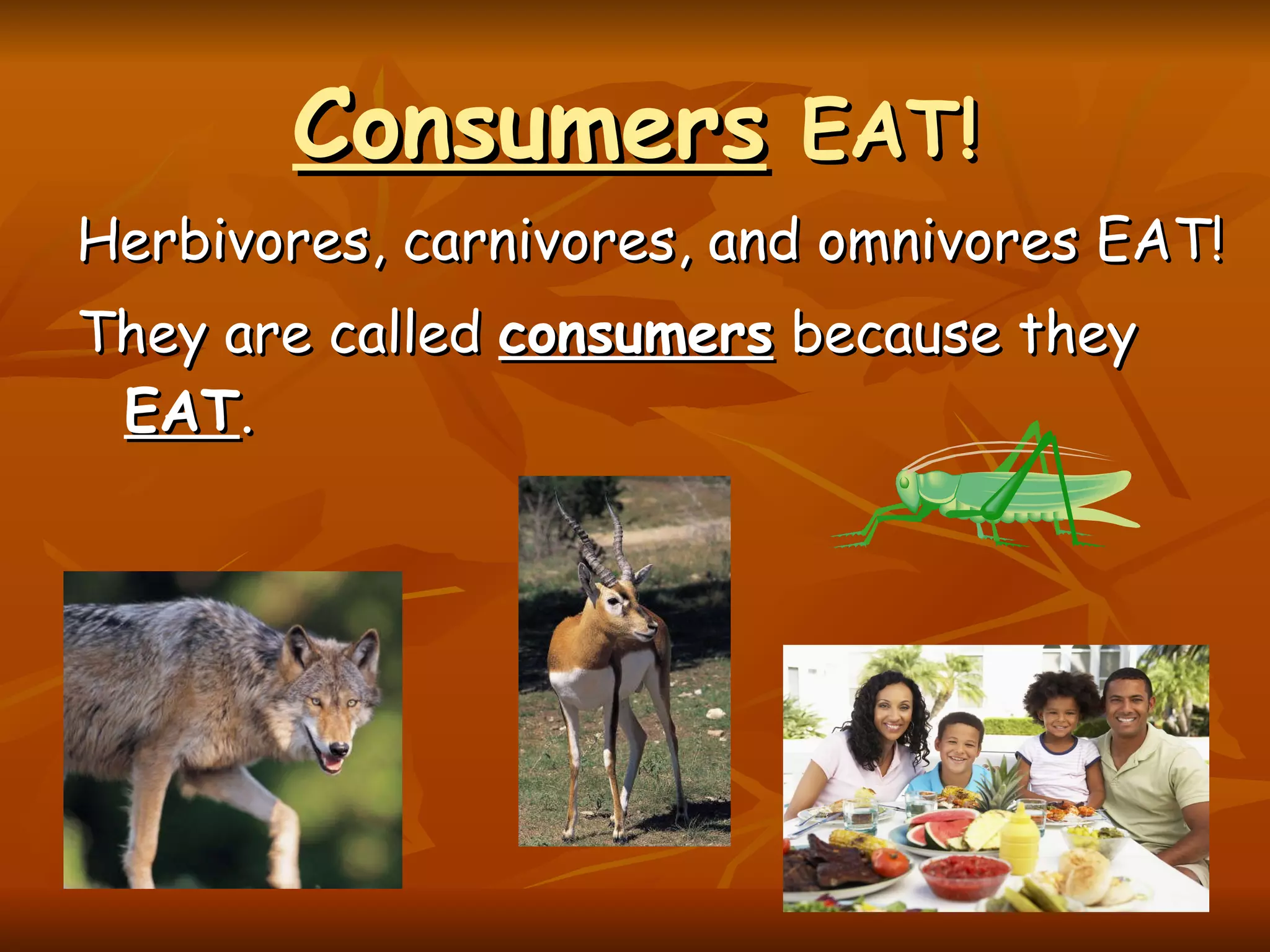 Food chains ppt for ncvps | PPT