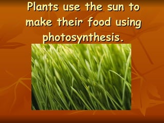 Food chains ppt for ncvps | PPT
