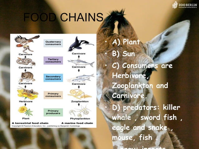 Food chains project | PPT