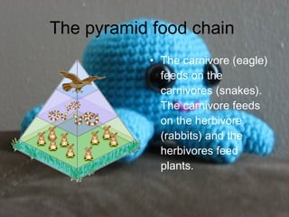 Food chains project | PPT