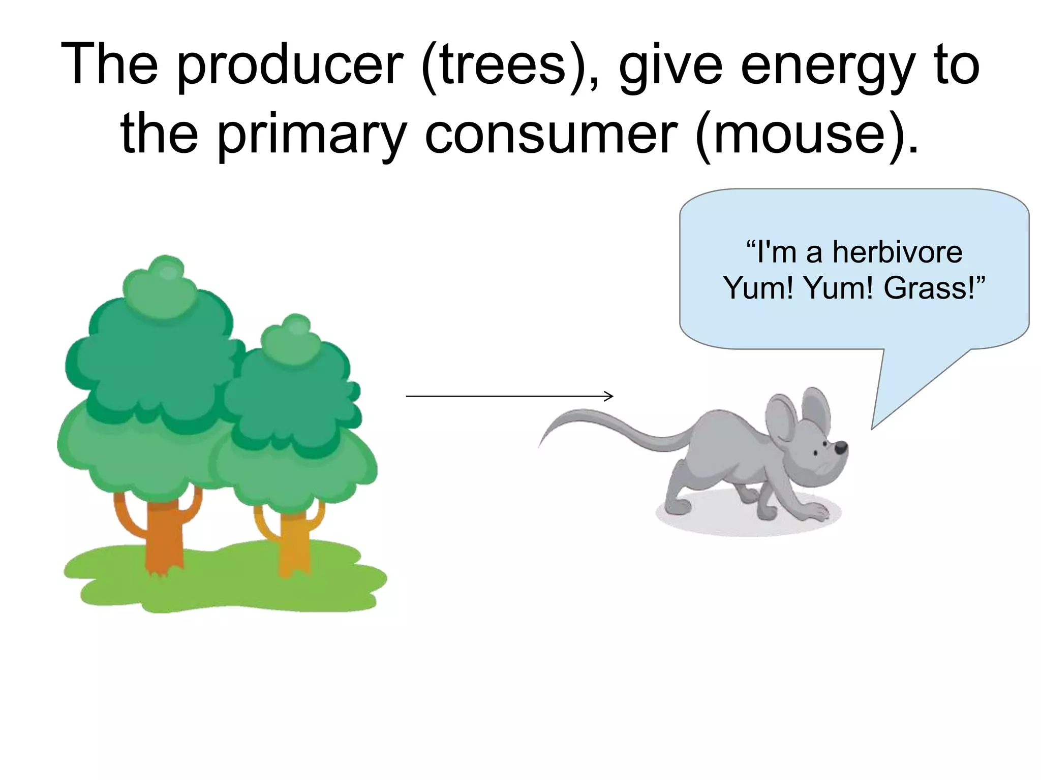 Food chains project | PPT