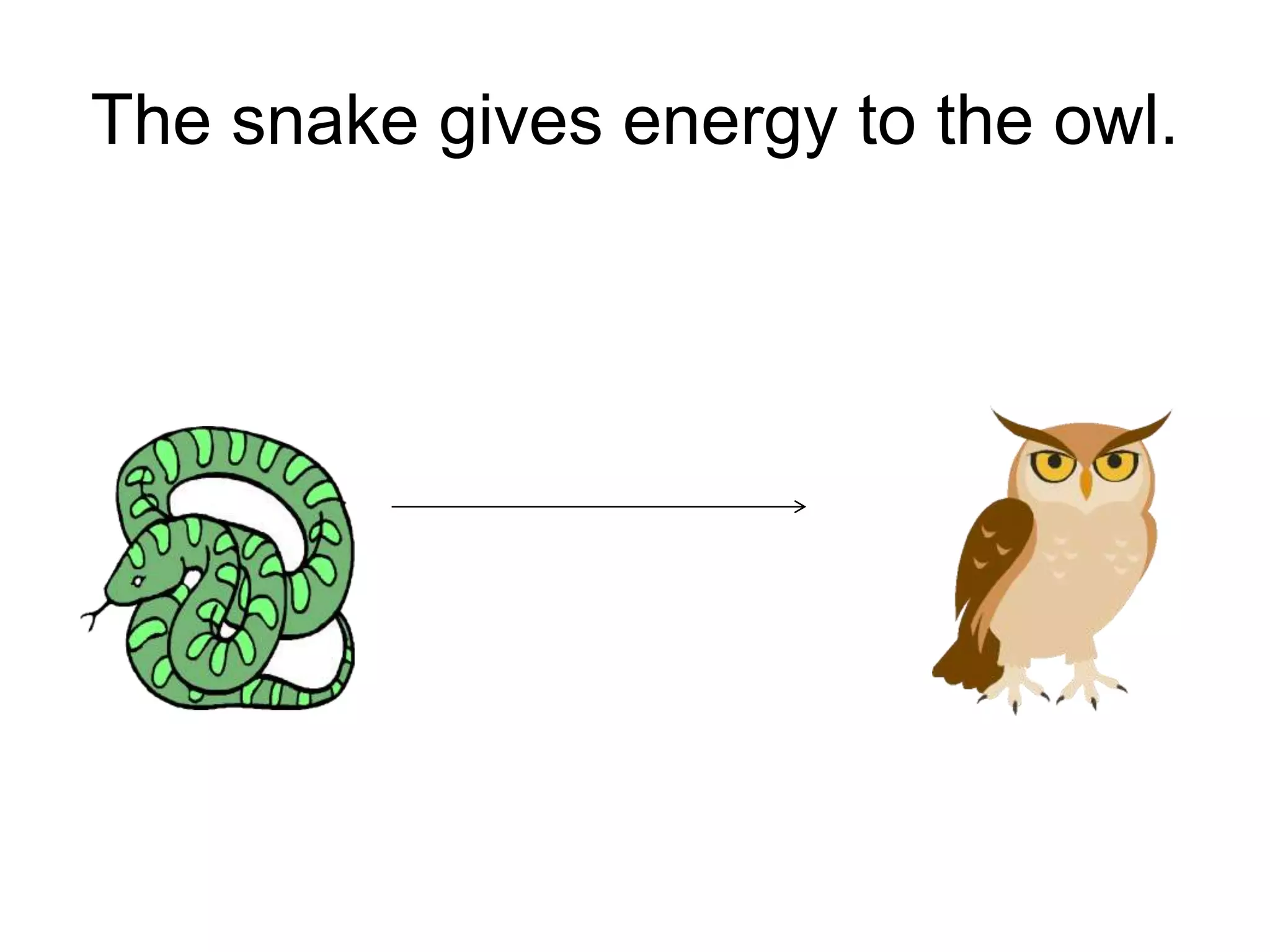 Food chains project | PPT