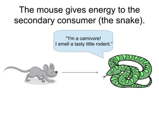 Food chains project | PPTX
