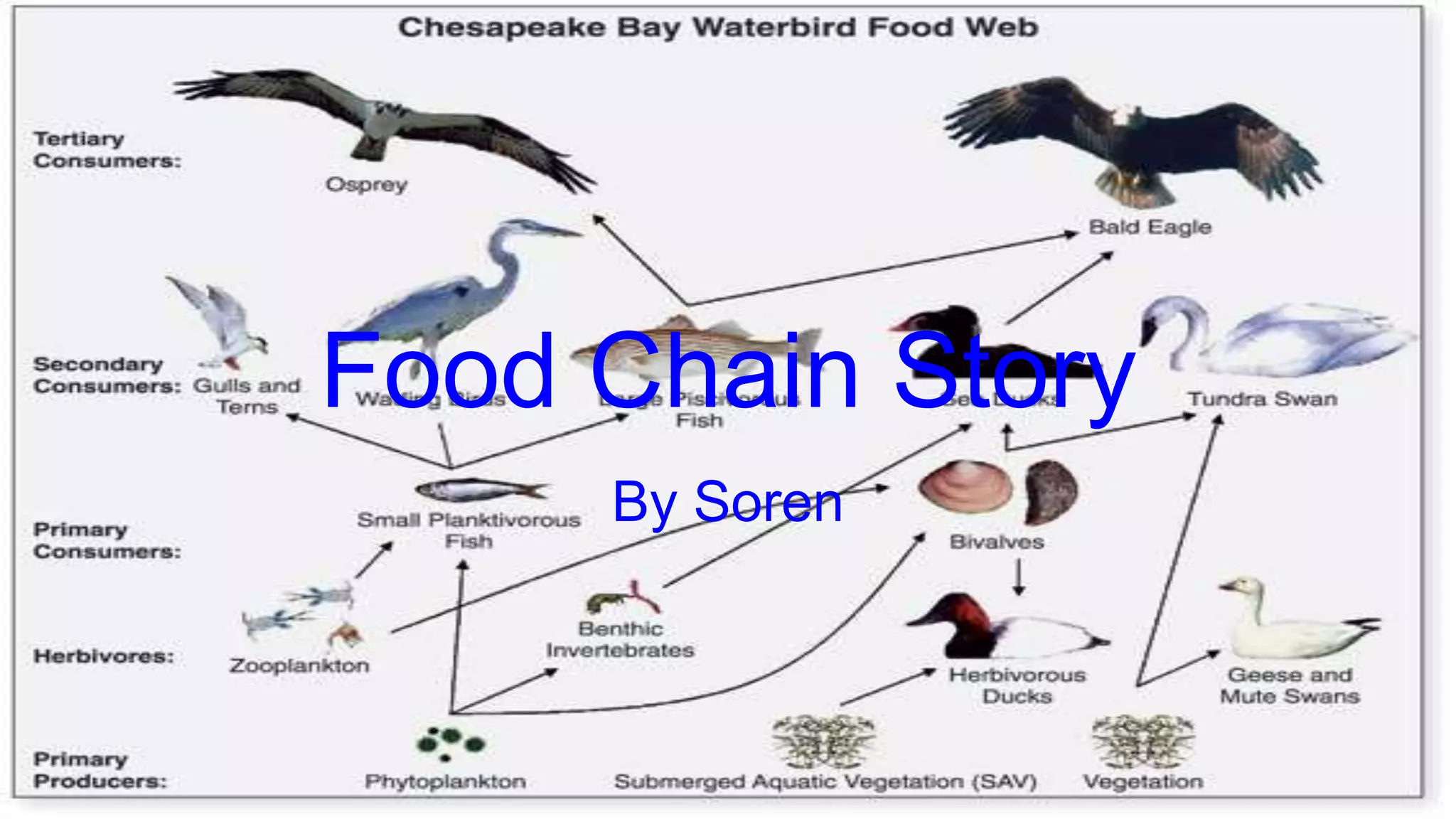 Food chain story | PPTX