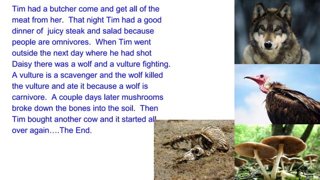 Food chain story | PPTX