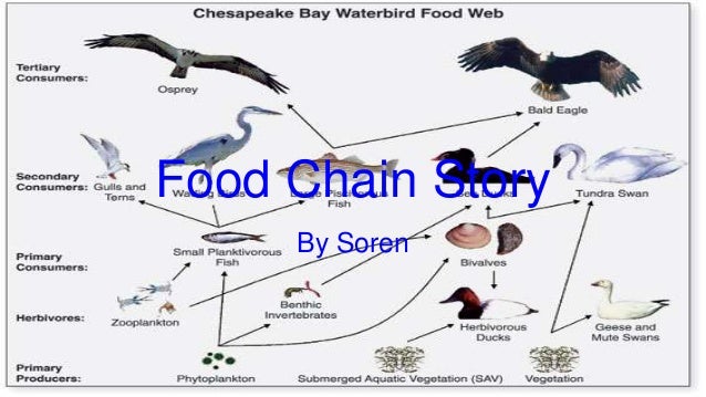 Bald Eagle Food Chain Diagram Complete Guide Of Food Chain, Food Web,