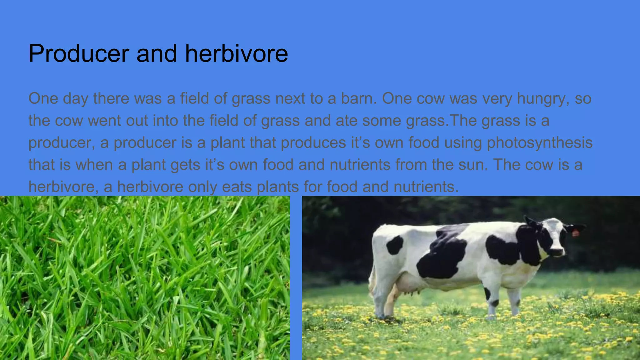 Food chain story | PPTX