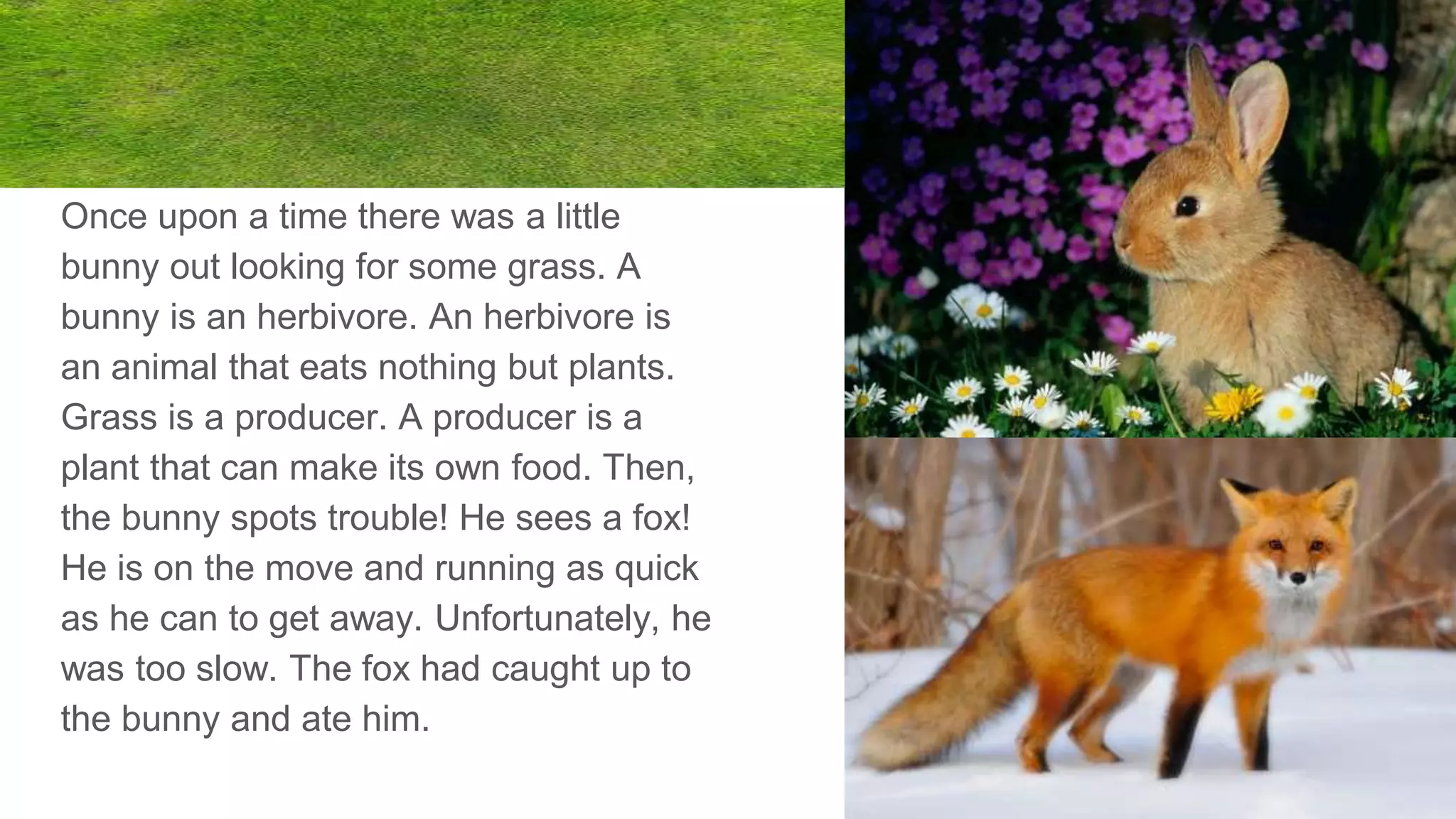 Food chain story! | PPTX