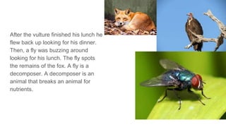 Food chain story! | PPTX