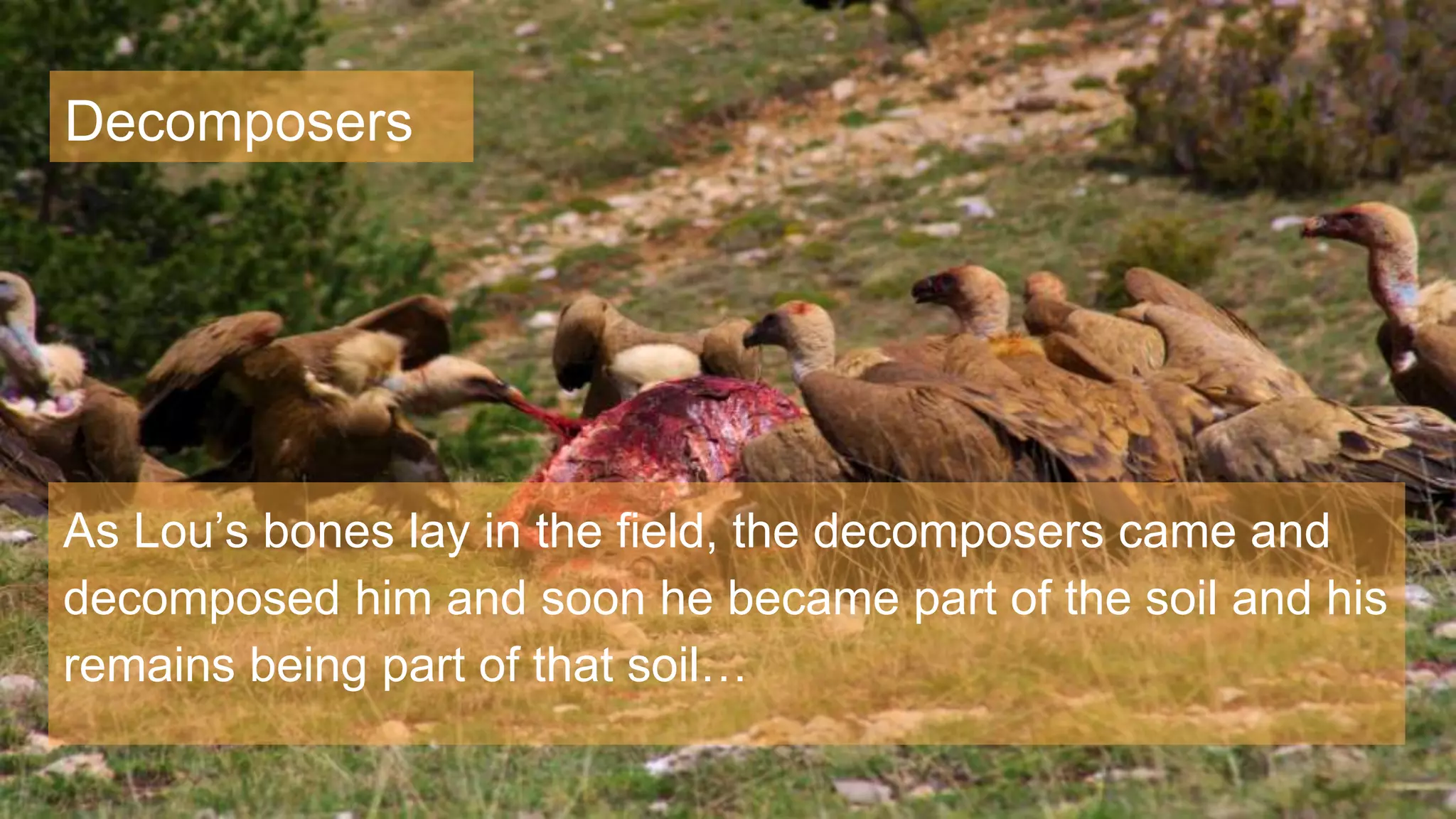 Food Chain Story | PPTX