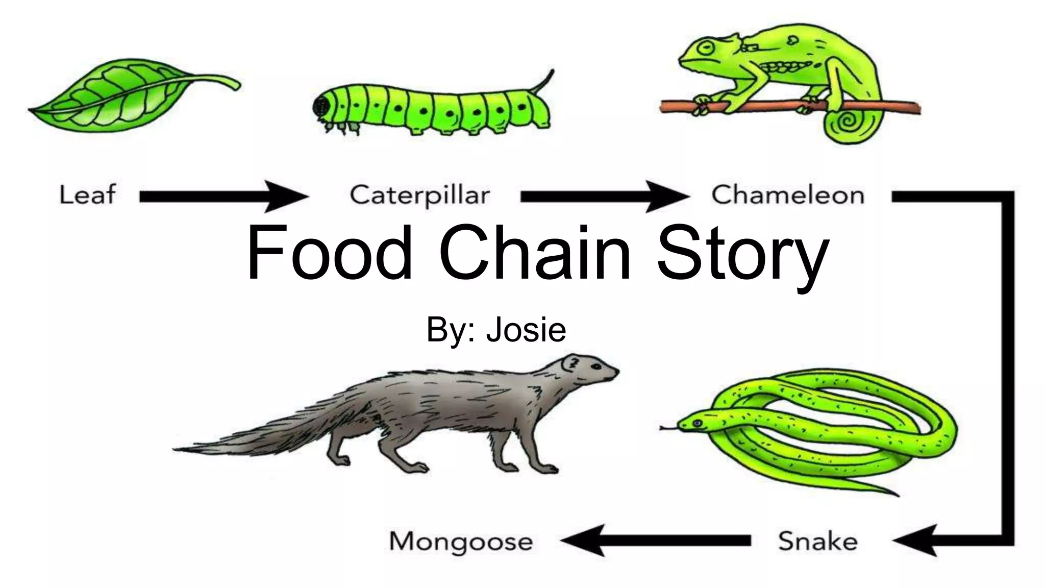 Food chain story | PPTX
