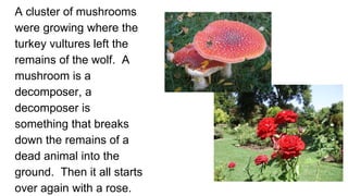 Food chain story | PPTX