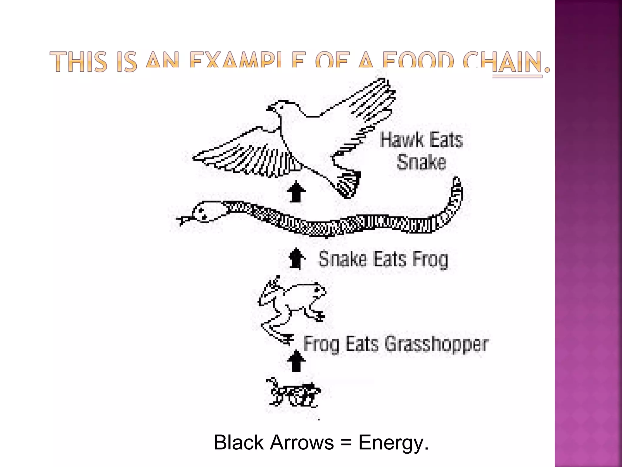 Food chains vs food web (p.a.c 2015) | PPT