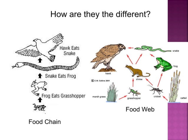 Food chains vs food web (p.a.c 2015) | PPT