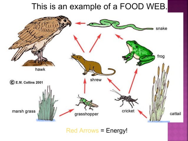 Food chains vs food web (p.a.c 2015) | PPT | Free Download
