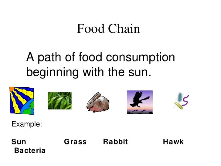 Food Chains & Webs