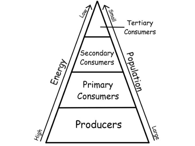 Food_Chains_Webs_and_Energy_Pyramids_Ppt.pptx | Biological Sciences ...