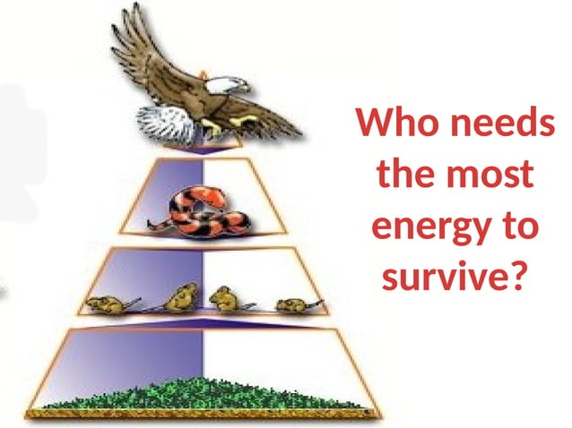 Food_Chains_Webs_and_Energy_Pyramids_Ppt.pptx | Biological Sciences ...