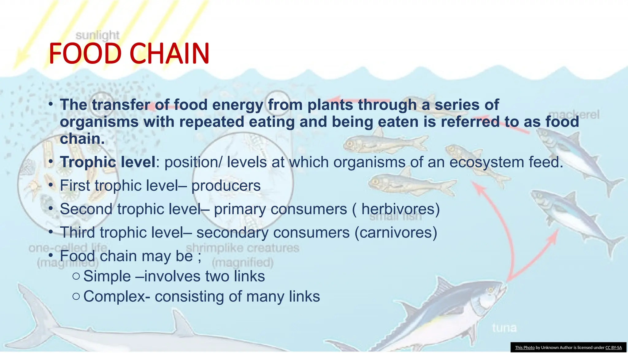 FOOD CHAIN,WEB AND NICHE .pptx