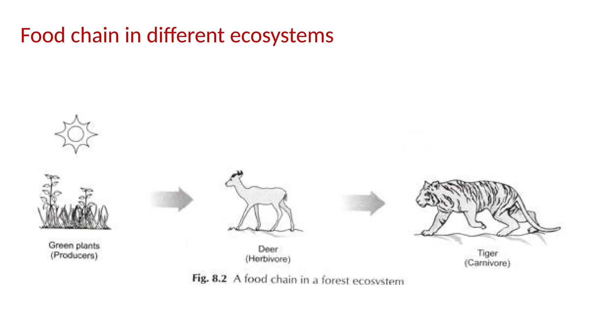 FOOD CHAIN,WEB AND NICHE .pptx