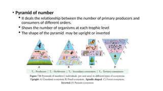 FOOD CHAIN,WEB AND NICHE .pptx