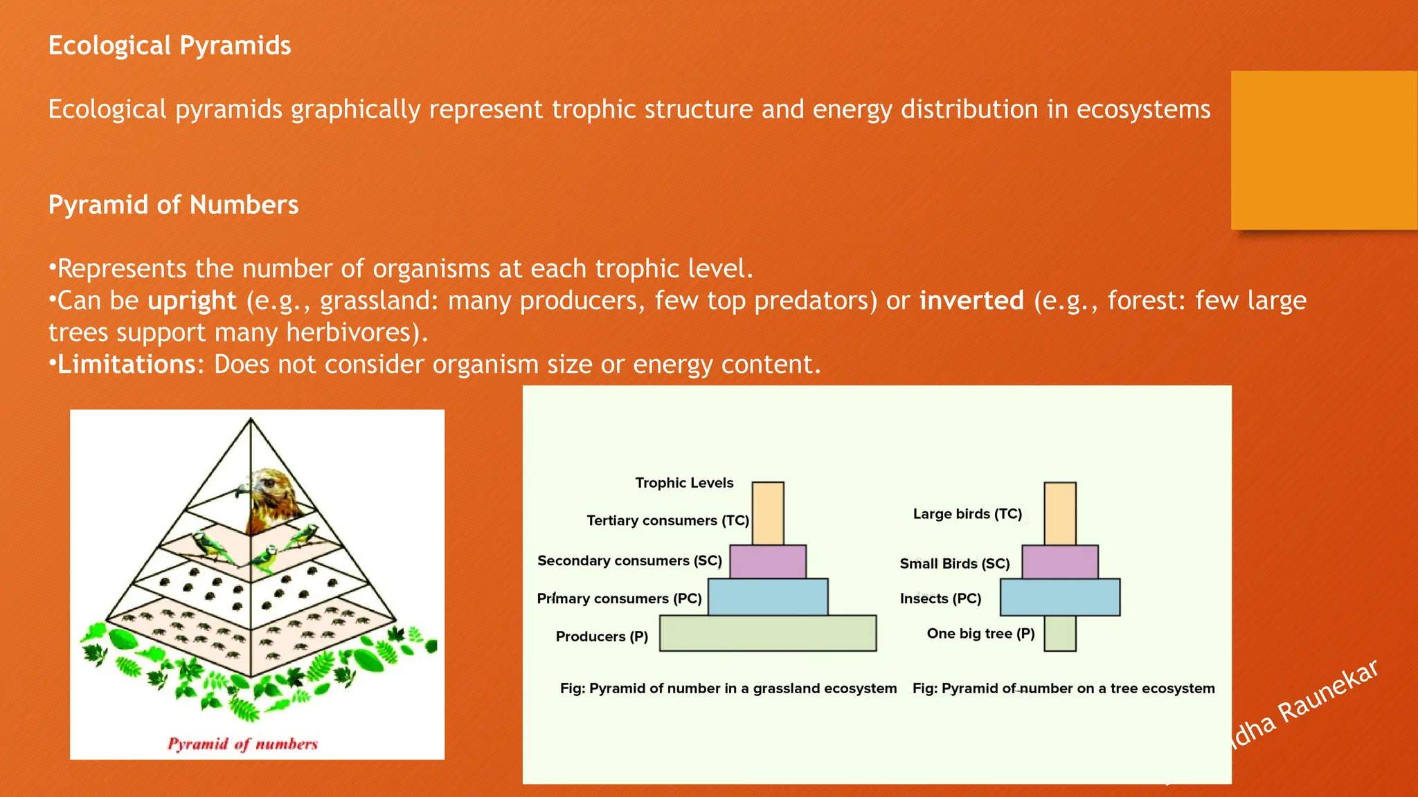 Food chain, web, pyramids and interconnected view of ecological ...