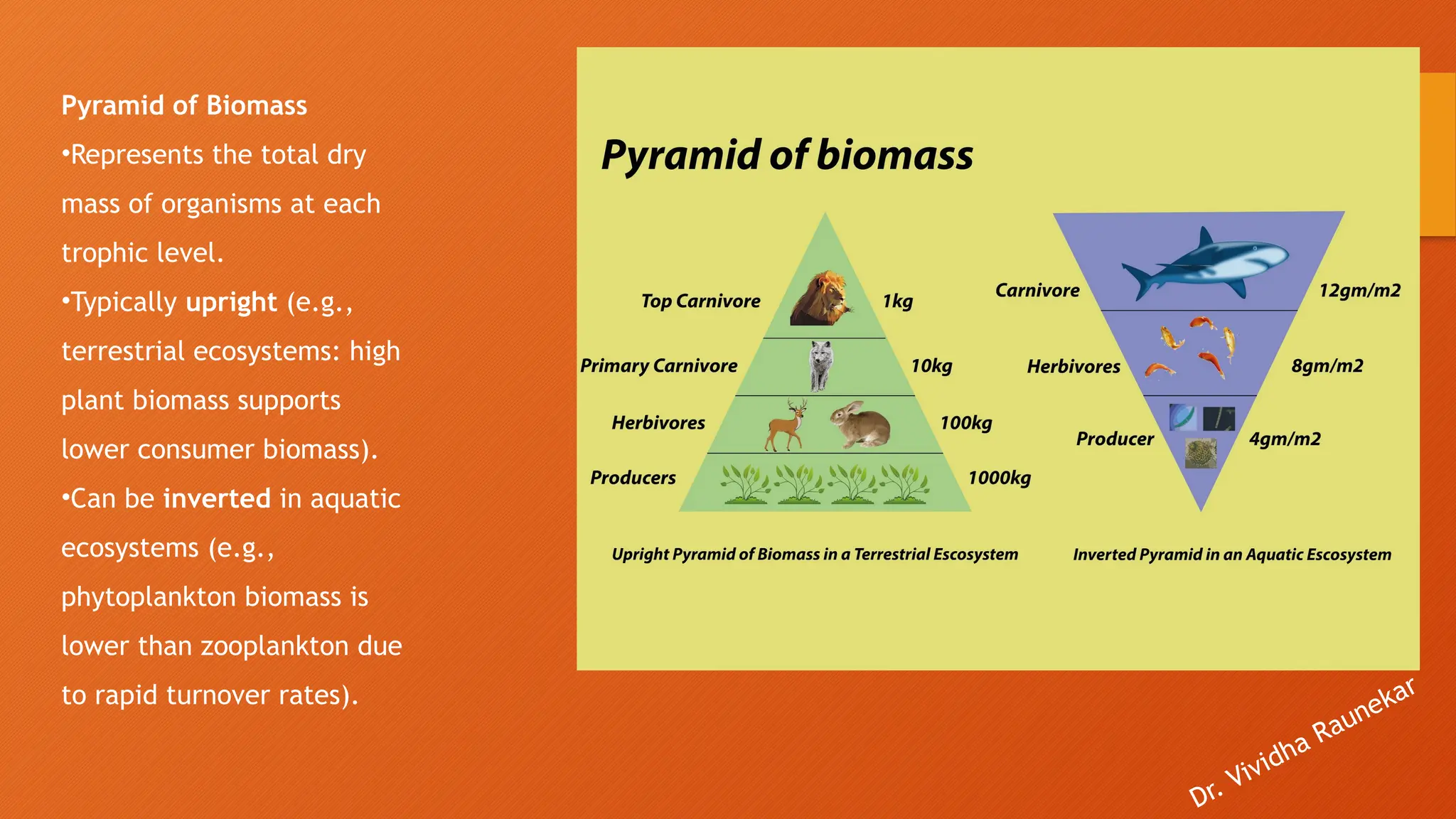 Food chain, web, pyramids and interconnected view of ecological ...