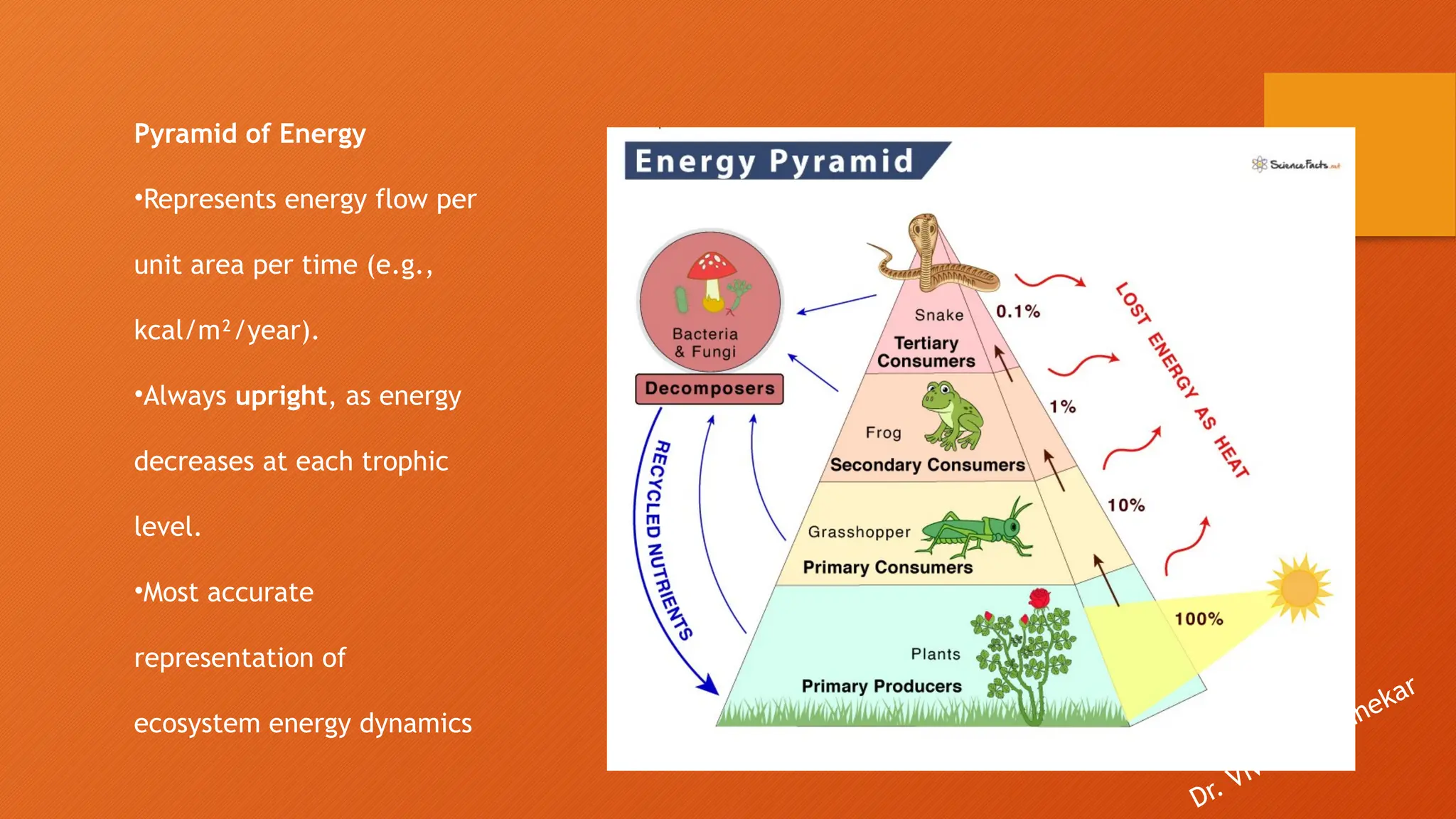 Food chain, web, pyramids and interconnected view of ecological ...