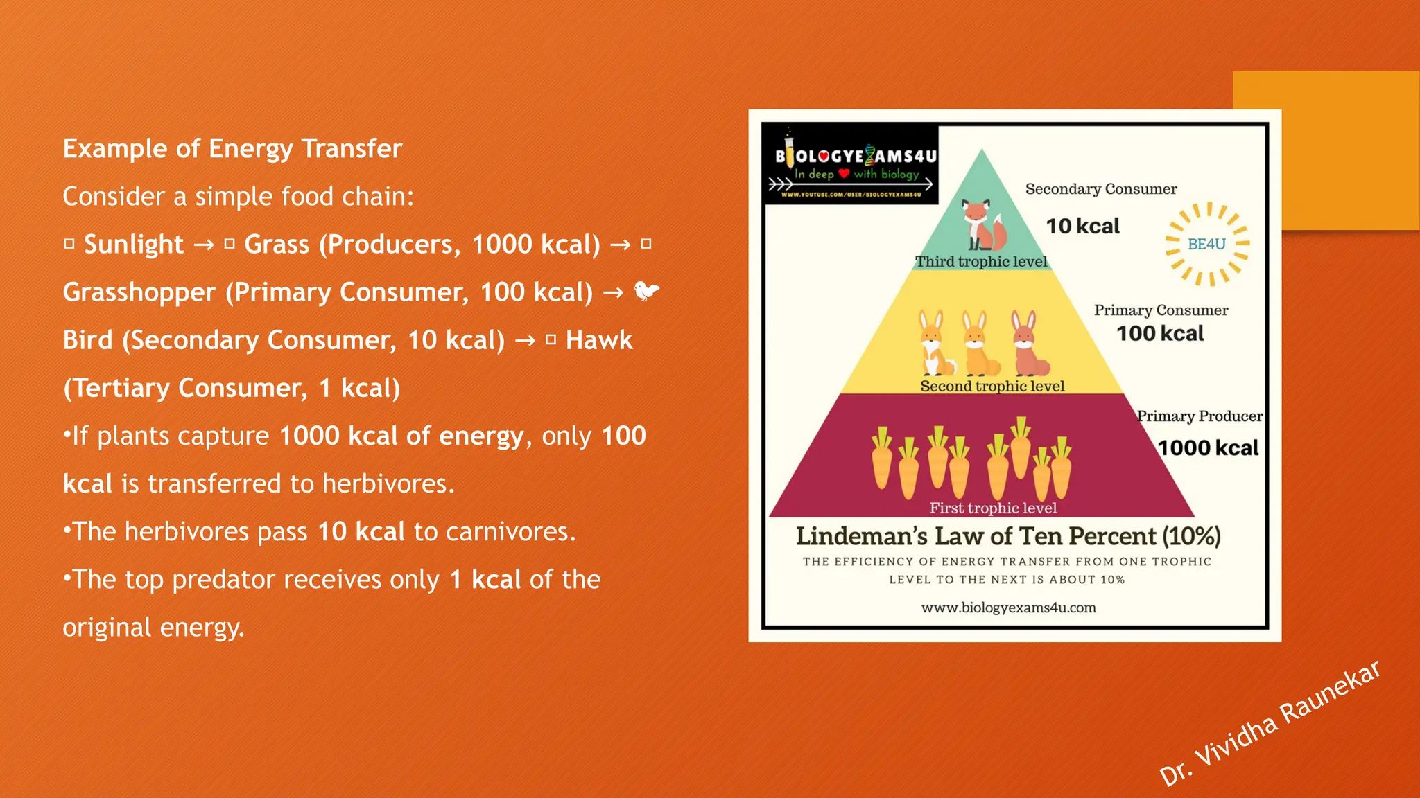 Food chain, web, pyramids and interconnected view of ecological ...