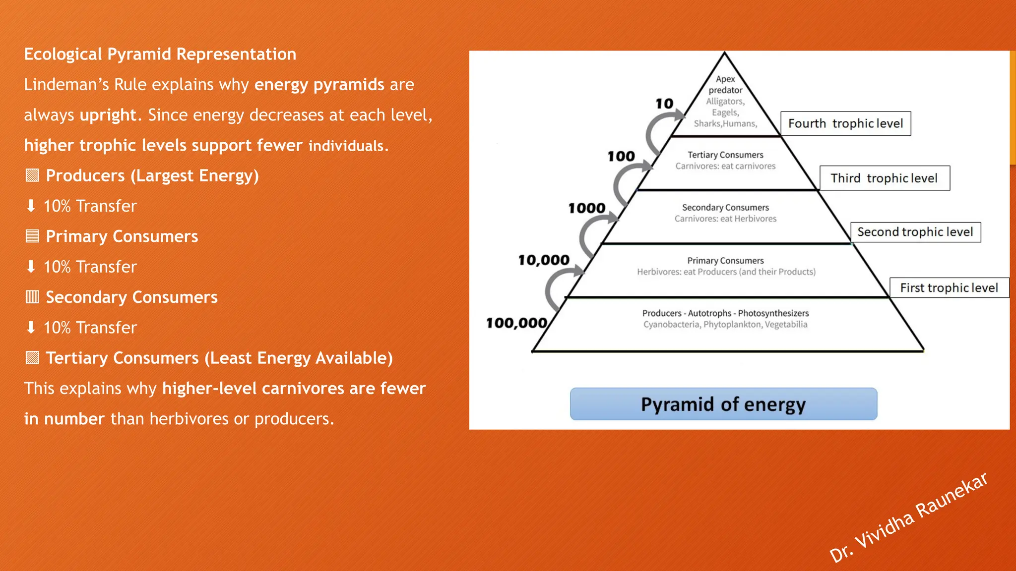 Food chain, web, pyramids and interconnected view of ecological ...