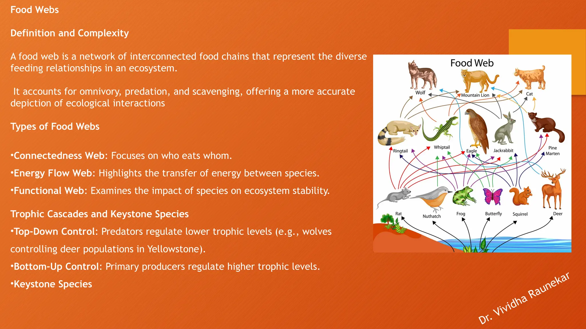 Food chain, web, pyramids and interconnected view of ecological ...