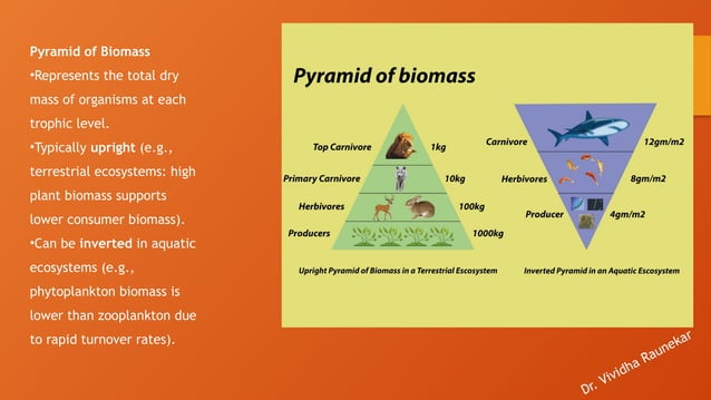 Food chain, web, pyramids and interconnected view of ecological ...