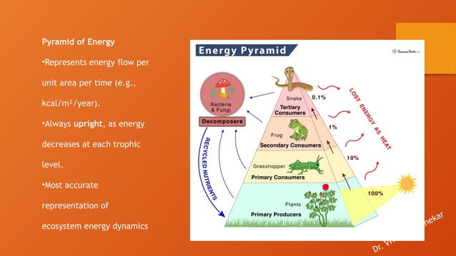 Food chain, web, pyramids and interconnected view of ecological ...