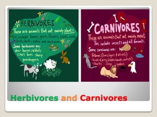 Food Chain By Zayed | PPT