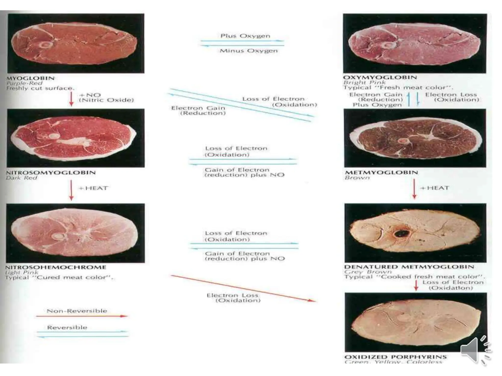 Food Chemistry - Color and pigments in Food_Part 3.pptx