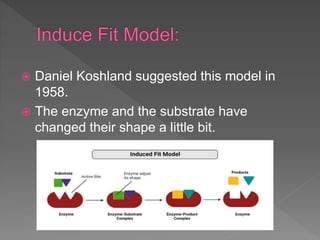 Food Chemistry, Enzyme.pptx
