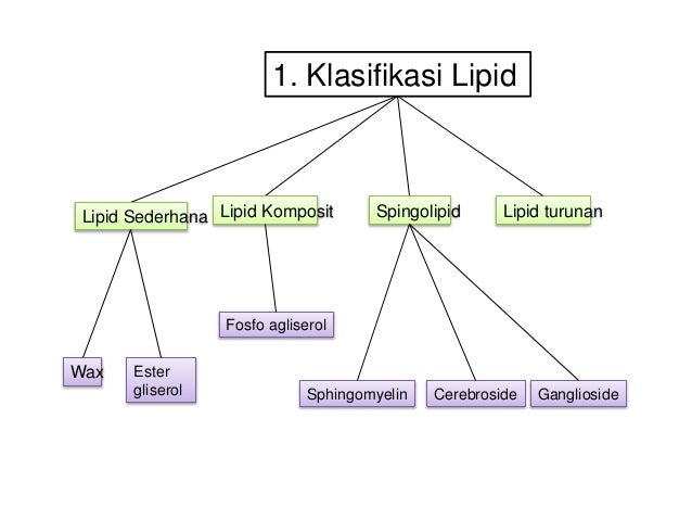 Food chemistry of lipid 1