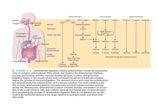 Food classification.pdf