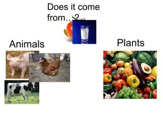 Food comes from plants or animals | PPT
