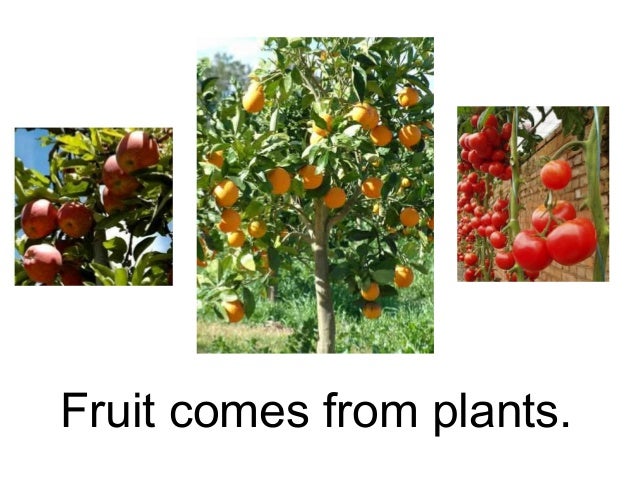 Foods That Come From Plants