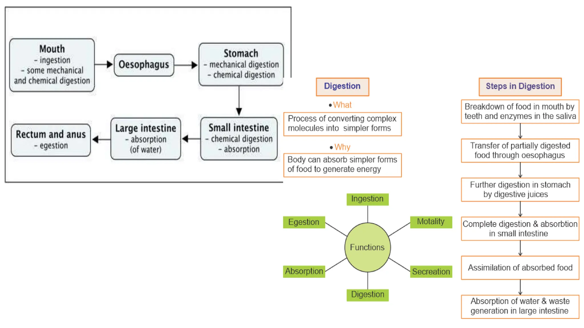 Food constituents ,their functions ,digestive system.pptx