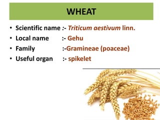 Food crops (wheat ,chick pea) | PPTX | Agriculture | Industries