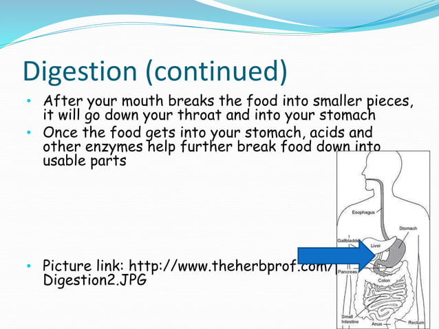 Food digestion | PPT